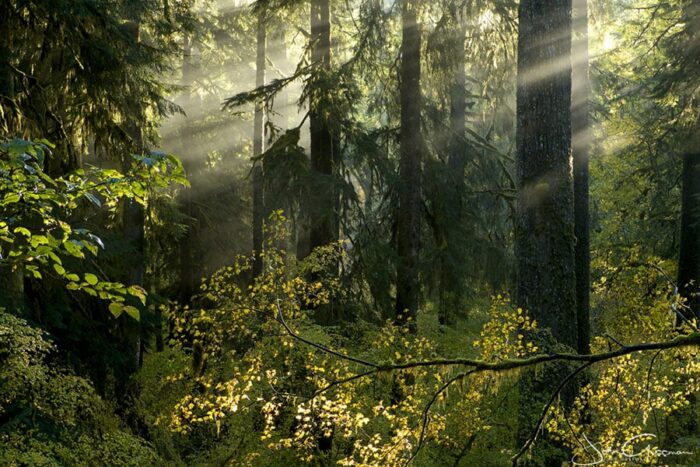 Forks Daytrip: Ozette Wilderness Hike