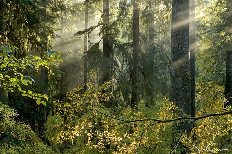 Visiting Olympic National Park, Forest and Marine Sanctuary