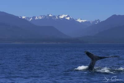 Visiting Olympic National Park, Forest and Marine Sanctuary